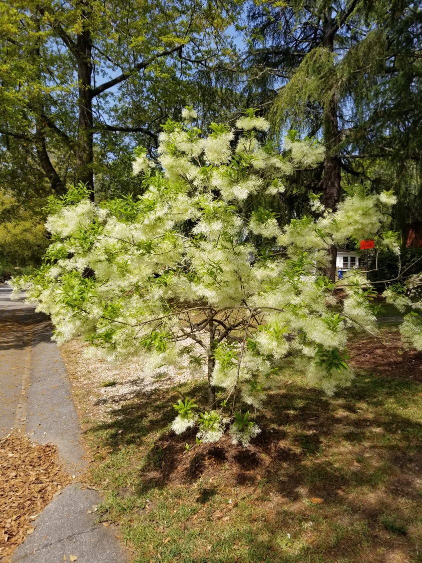 Reforestation Program - Public Works